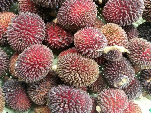Red Pulasan Kapulasan Seeds 120++ pcs (Nephelium mutabile) | eBay