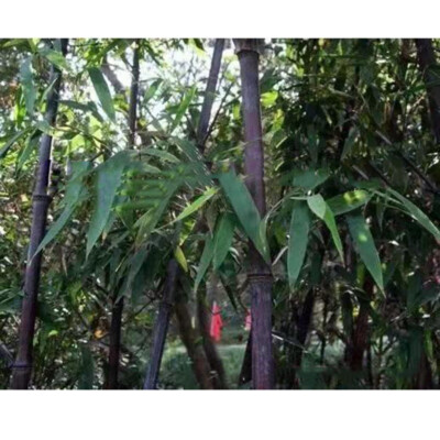 Rare purple bamboo seeds lucky bamboo 100pcs/pack | eBay