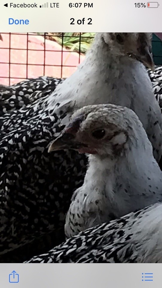 10+ Deathlayer Hatching Eggs (Gold ,silver, Lemon) Greenfire Farms | eBay