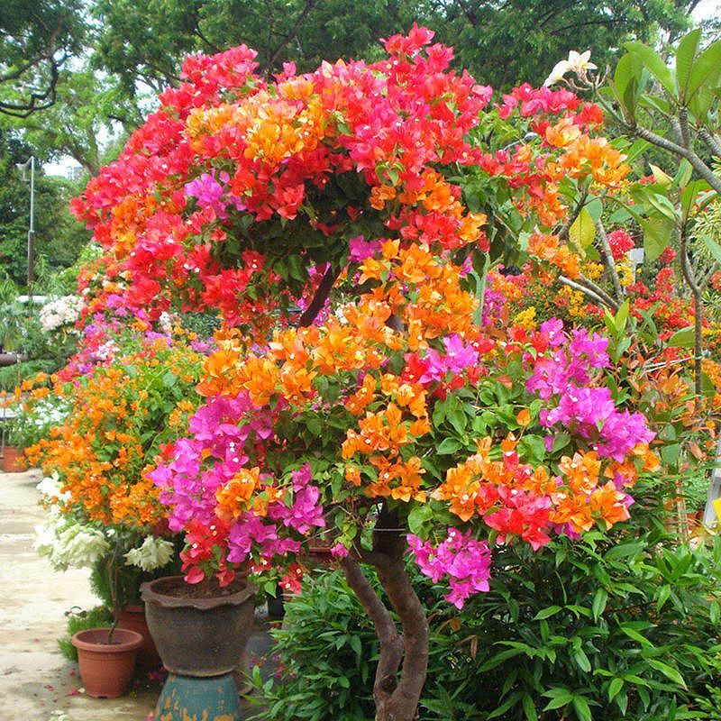 Bougainvillea Tree