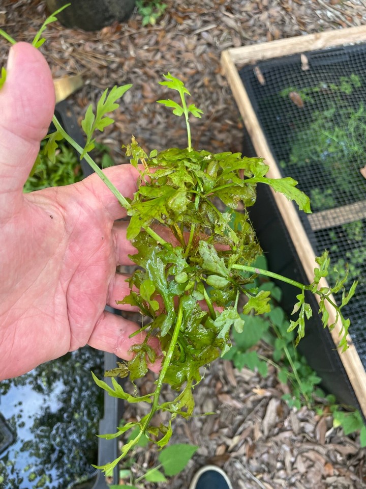 Ceratopteris pteridoides aquatic Fern 2 LARGE plants WATER SPRITE ...