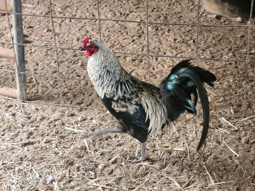 12++ Hatching Chicken Eggs Rainbow Colored Full Size & a Couple Bantam ...