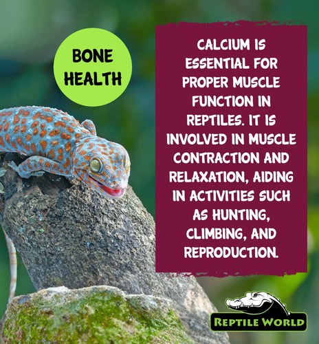 Reptile World Calcium Dusting Powder 100g - Tortoise, Bearded Dragon ...