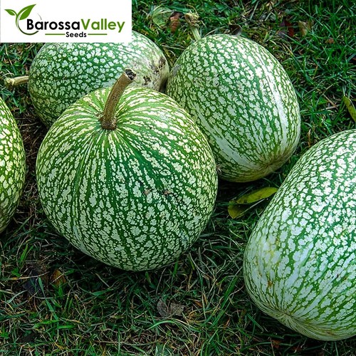 SQUASH Chilacayote 5 seeds (Gourd Fig Leaf) GROW Heirloom VEGETABLES | eBay