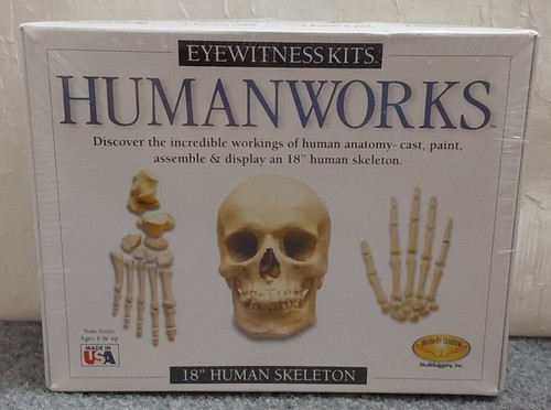 Eyewitness Kits Humanworks 18" Human Skeleton Kids Educational Fun. New ...