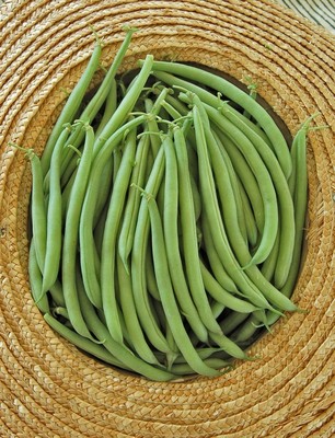 FRENCH FILET BEANS SAFARI GOURMET QUALITY DWARF BEANS SUPERB TASTE 100 ...