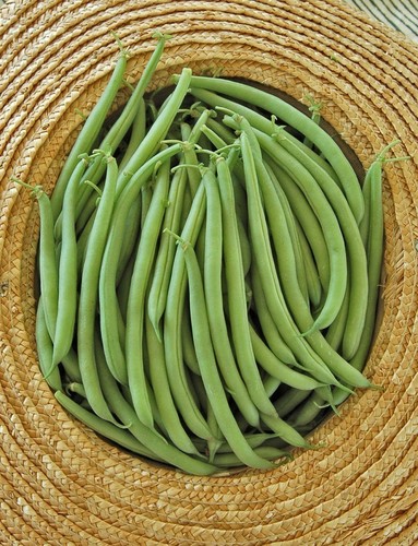 FRENCH FILET BEANS SAFARI GOURMET QUALITY DWARF BEANS SUPERB TASTE 100 ...
