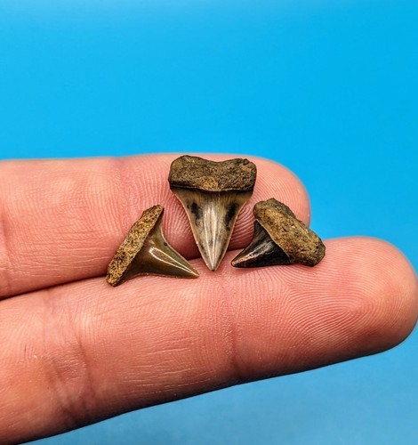 Awesome Trio Of Baby Mako Shark Teeth From North Florida Eocene | eBay