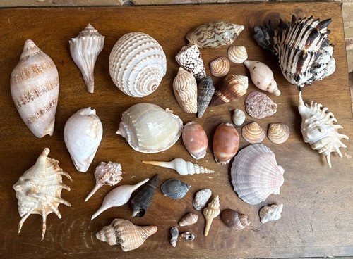 Large Lot of 36 Sea Shells Vintage Assortment with Beautiful Coloring | eBay