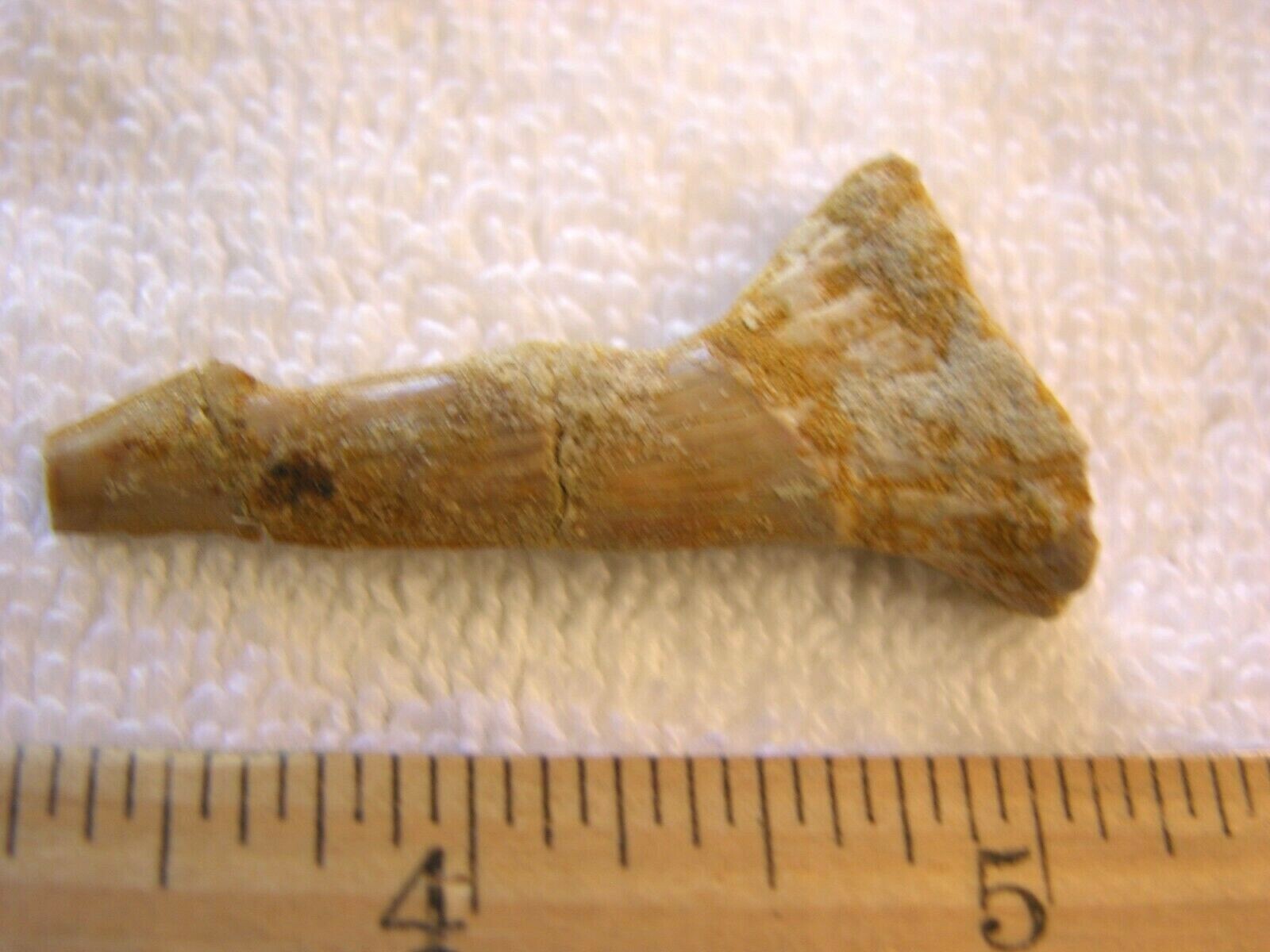 Onchopristis Dinosaur fossil tooth extinct sawfish Cretaceous 2 inch ...