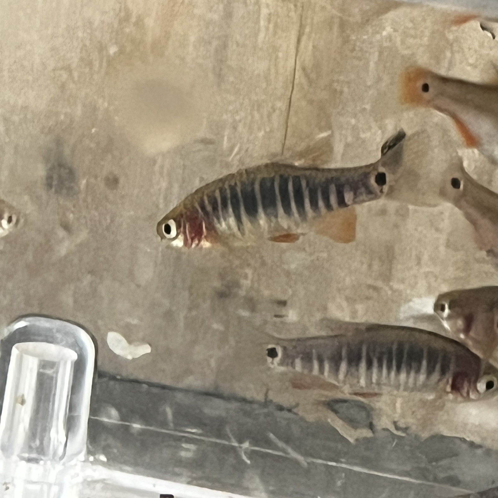 Dwarf Emerald Rasbora (Nano Fish) live fish tank bred | eBay