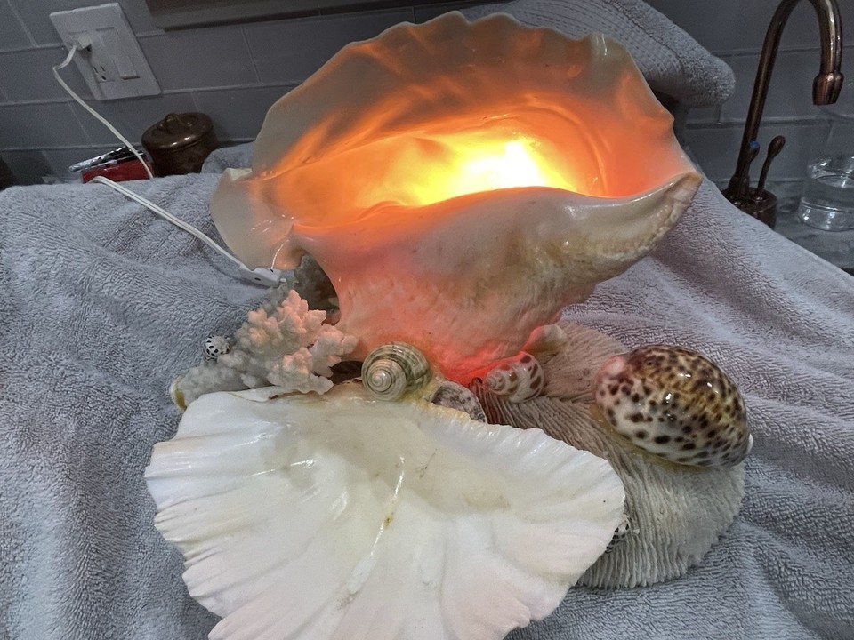 Large 8 In CONCH Seashell Lamp Night Light vintage antique | eBay