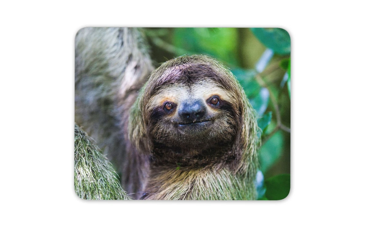 Smiling Sloth