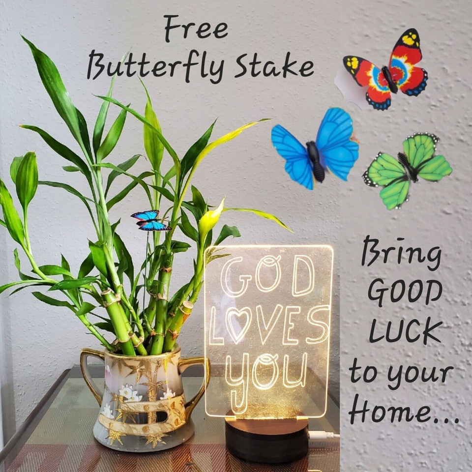 Lucky Bamboo 6x8inches, FREE Butterfly Stake, Gift, Feng Shui, Just Add ...