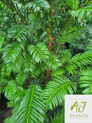 Taxus baccata - Common Yew - Hedging - Tree - 3 or 7.5 Litre Pot ...