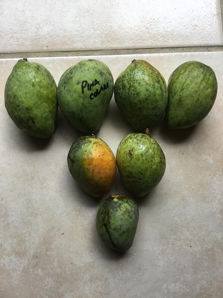 GRAFTED PINA COLADA MANGO TREE ~27" TALL DOT X GARY CROSS (MANGIFERA ...