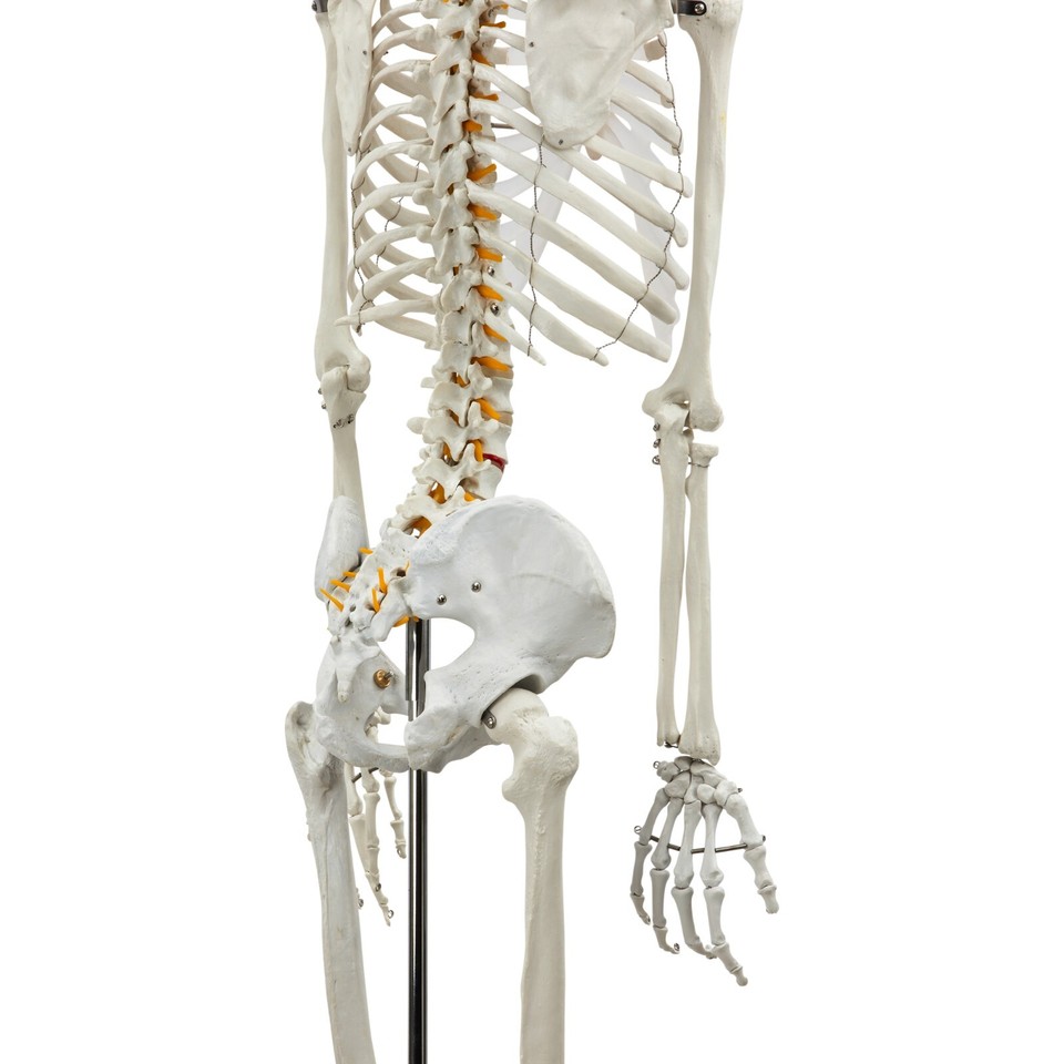 Life-Size Skeleton - Anatomically Correct Medical Human Skeleton Model ...
