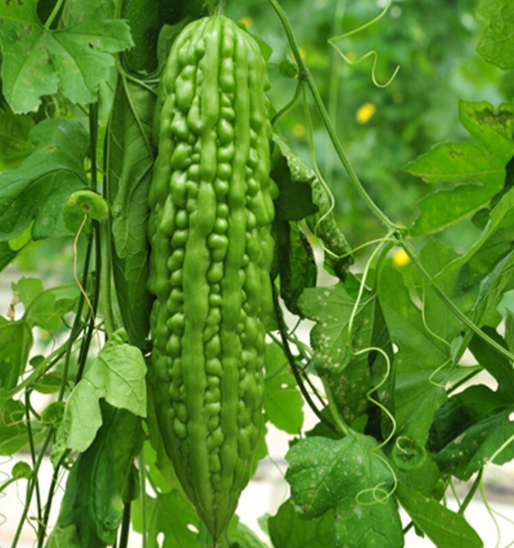 10+Green Skin Long Bitter Gourd seeds Bitter melon Seeds Ku Gua Asian ...