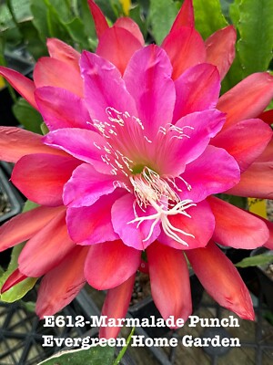 Rooted Epiphyllum Orchid Cactus “Marmalade punch” Growing In 4” Starter pot. | eBay