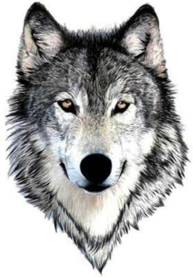 Wolf # 11 - 8 x 10 T-shirt iron-on transfer | eBay