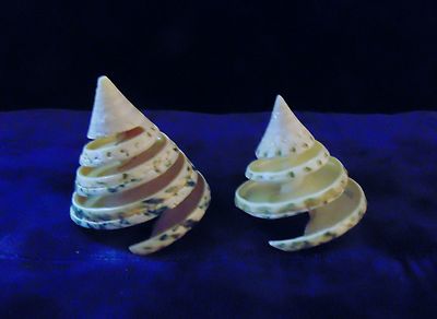 TWO (2) GREEN TROCHUS SPIRAL CUT TECTUS PRYRAMIS SEA SHELLS 2-1/2" to 3 ...