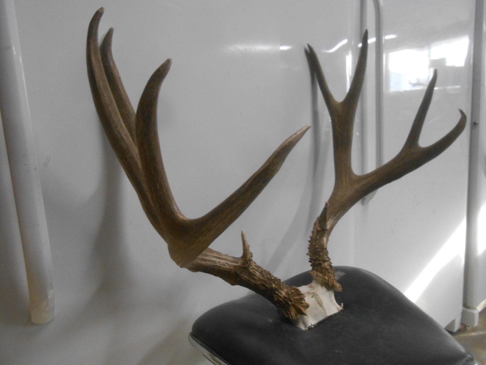 BIG HEAVY 5x5 Colorado MULE DEER RACK antlers whitetail mount sheds ...
