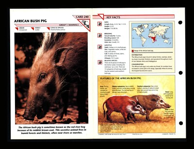 African Bush Pig Wildlife Fact File Mammal Animal Card Home School ...