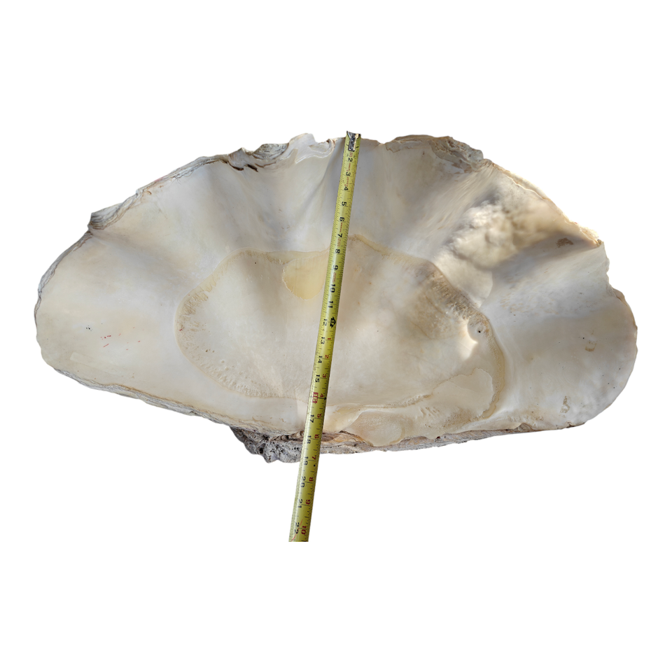 RARE Genuine Ocean GIANT Clam Shell Tridacna Gigas 34.5" x 22" x 15" | eBay