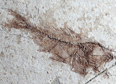 Serranus budensis - Oligocene fossil fish | eBay