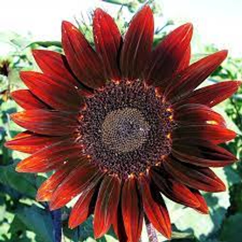Sunflower (Midnight Rouge) - Helianthus Annuus | eBay