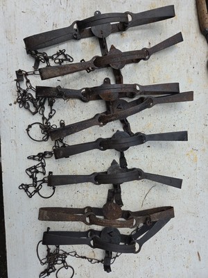 Lot Of 8 Victor Blake & lamb Number 3 Double Long Spring Traps Trapping ...