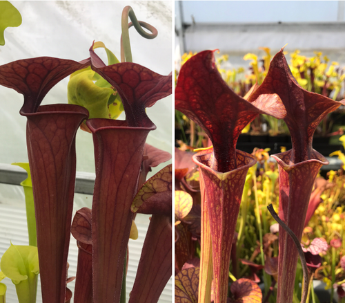 Sarracenia Seedling Bundle 23-226 Pender Co NC X Brunswick Co NC Dark ...