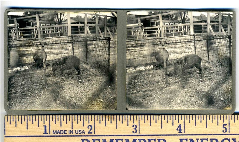 Caged Animals in Salt Lake City Zoo 1930's Original Stereoview | eBay UK