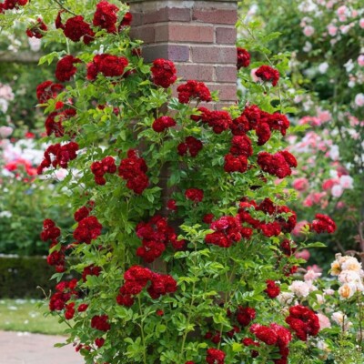 20 SEEDS for Crimson Red RARE CLIMBER climbing Rose bud flower exotic ...