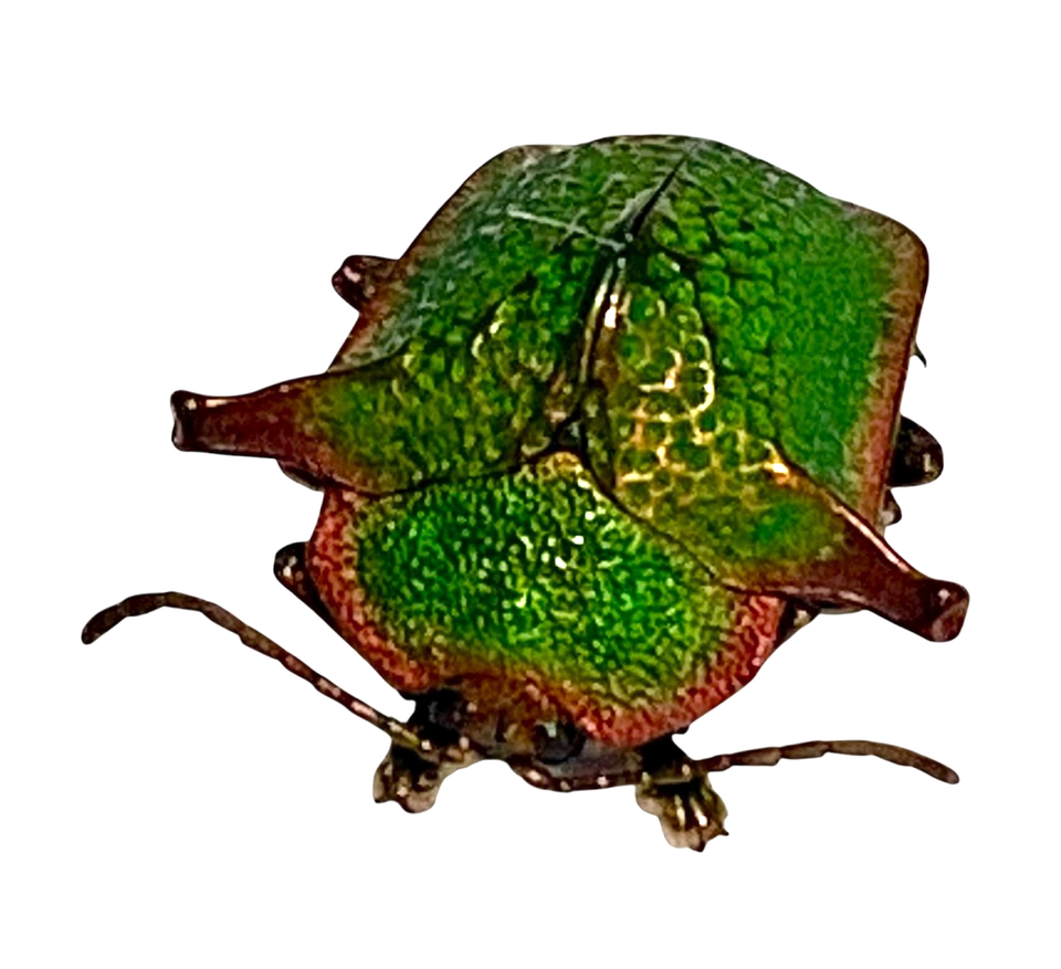 Insect Coleoptera Chrysomelidae Omocerus insculptus-Rare Tortoise ...