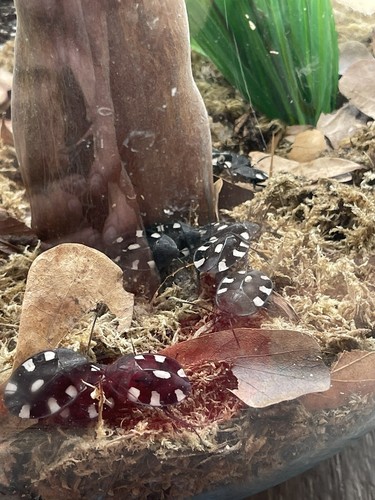 Domino Roach (Therea petiveriana) 12+ Nymphs Live Insects | eBay