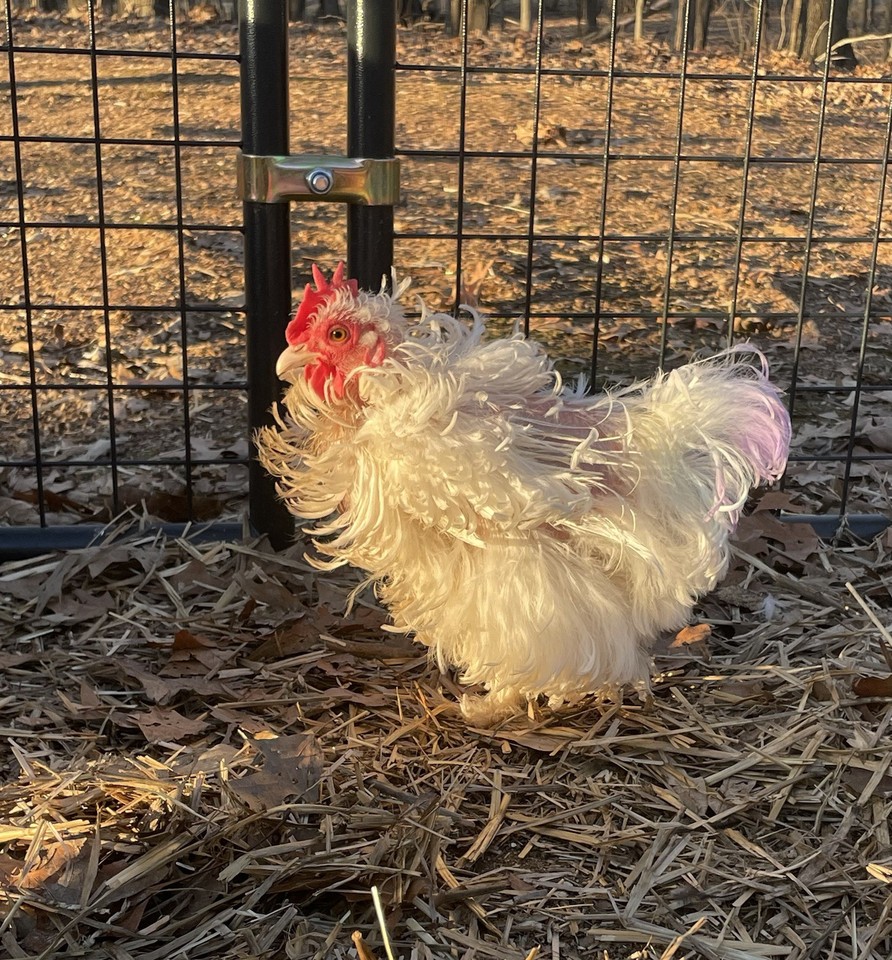 6 Bantam Birchen Blue Mottled Grey Splash Calico Cochin fertile ...