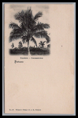Rare Cocotero, Cocanut-Tree WILSON'S OBISPO 41 y 43, c 1900s | eBay