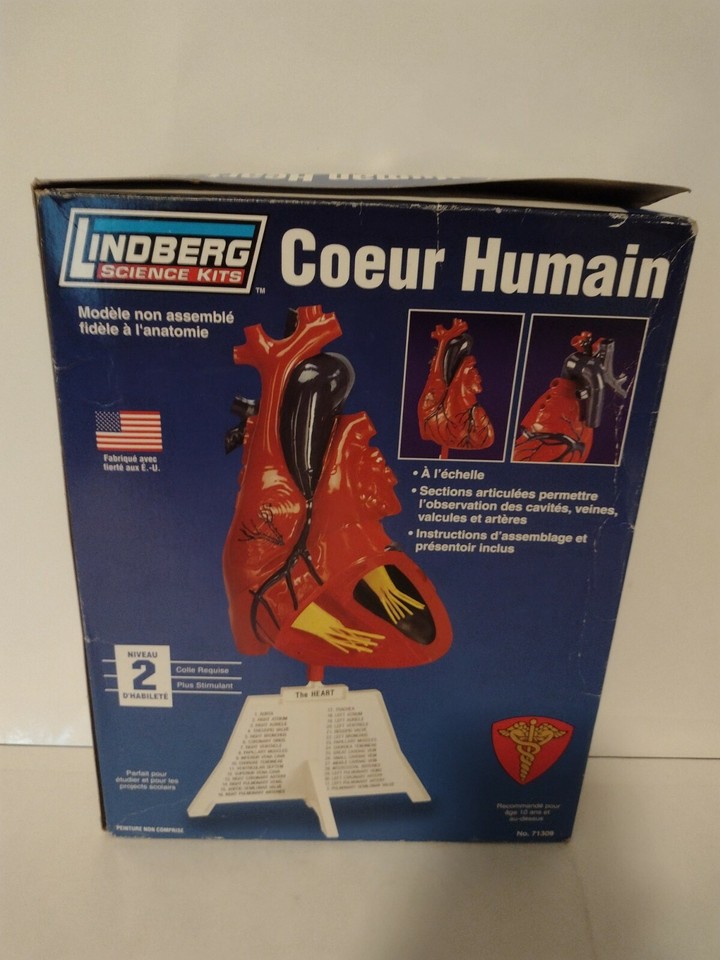 Lindberg Science Kits Life Size Human Heart Model Kit | eBay