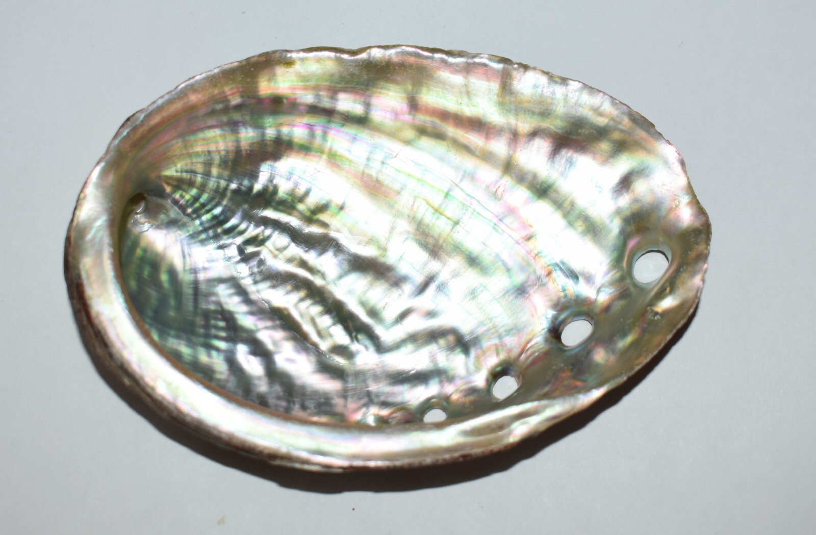 Natural Rainbow Abalone Shell Polished Seashell Fish Tank Aquarium Home ...
