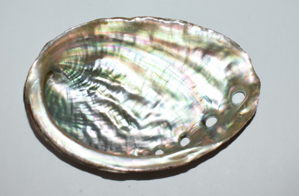 Natural Rainbow Abalone Shell Polished Seashell Fish Tank Aquarium Home ...