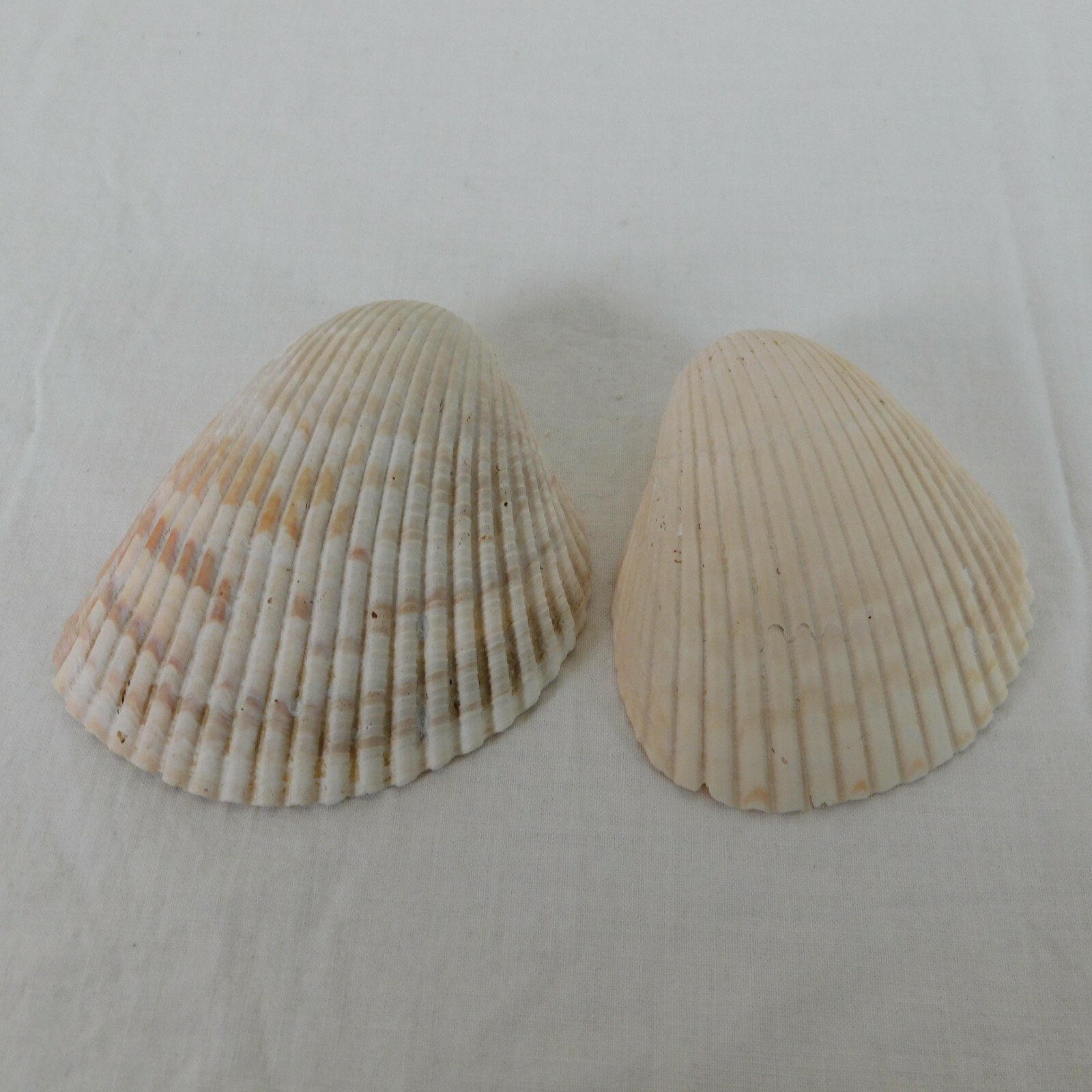Lot of 10 Cockle Shells Ocean Beach Decor Aquarium Craft Ocean Sea ...