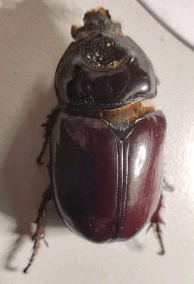 Ox Beetle: Strategus aloeus (Scarabaeidae Dynastidae) USA Coleoptera ...