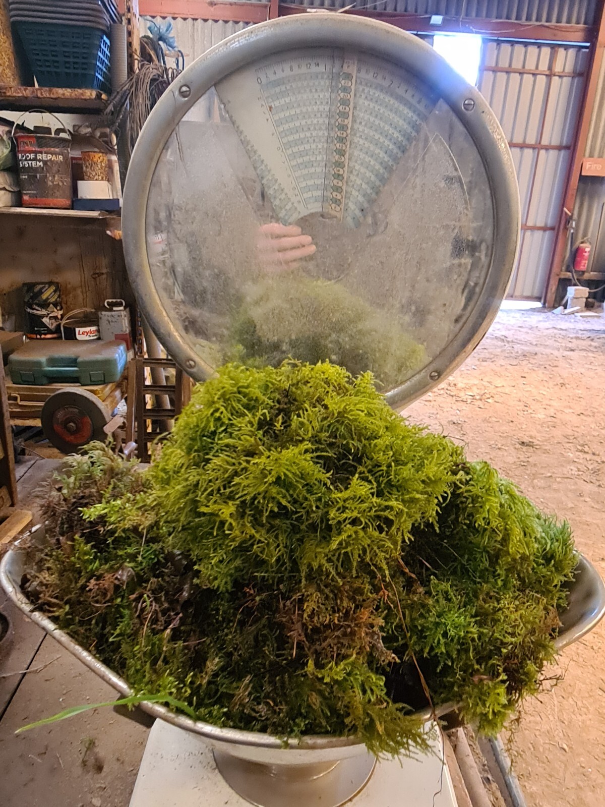 Live Moss for Gardening, Baskets, Planting, Wreaths, Terrariums - Like ...