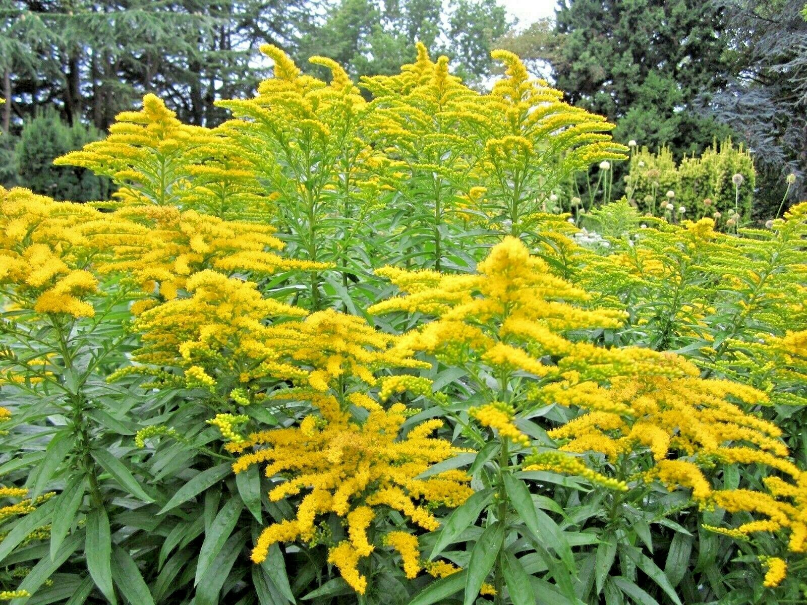 101+SHOWY GOLDENROD Seeds Perennial Native Wildflower Pollinators ...