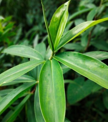 Ayurvedic Thebu Natural Leaf Dry Insulin Plant Leaf Powder Costus ...