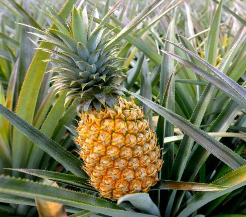 Where Are Pineapple Seeds Located