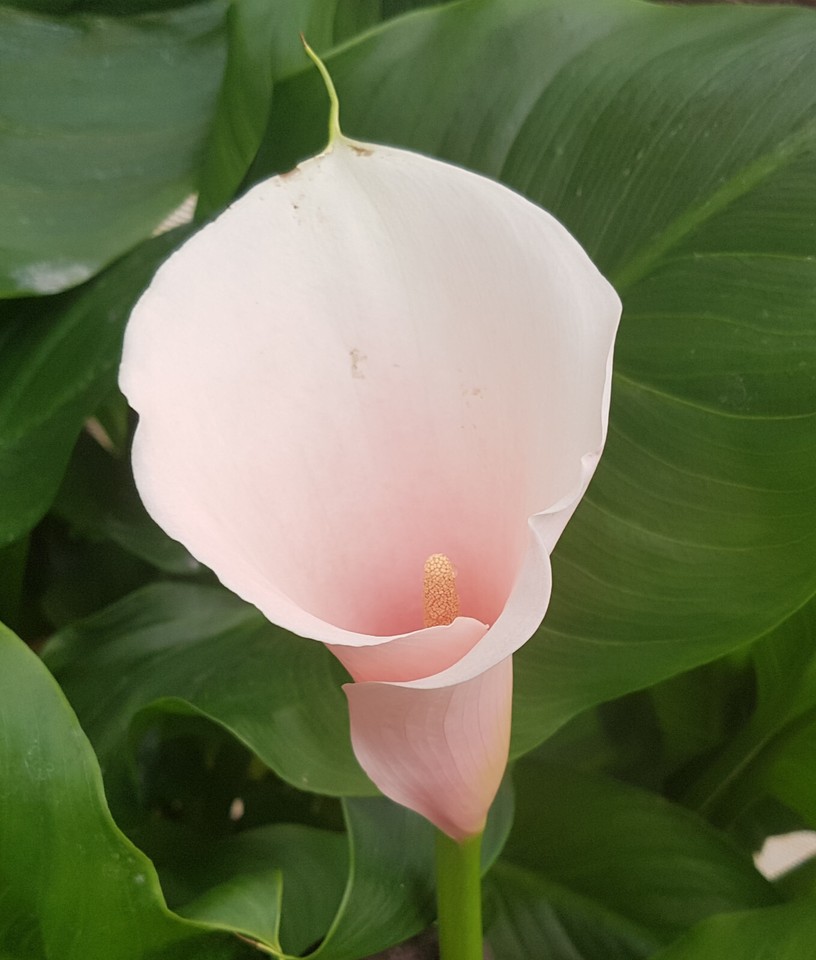 Arum Lily Pink Mist x 1 Plant --- Perennial - bulbs | eBay Australia