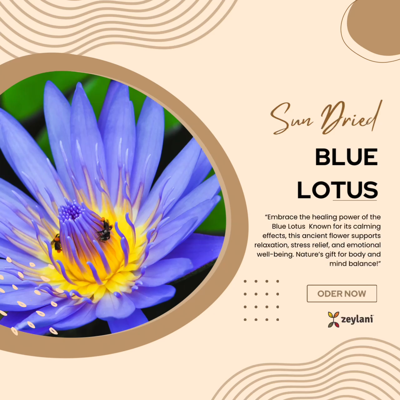 Natural Egyptian Blue Lotus Flowers | Nymphaea Caerulea 1 oz Ships from ...