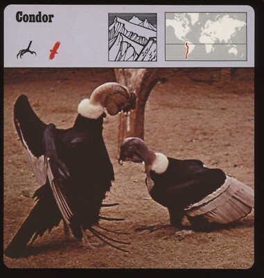 Condor Safari Cards Rencontre Birds | eBay